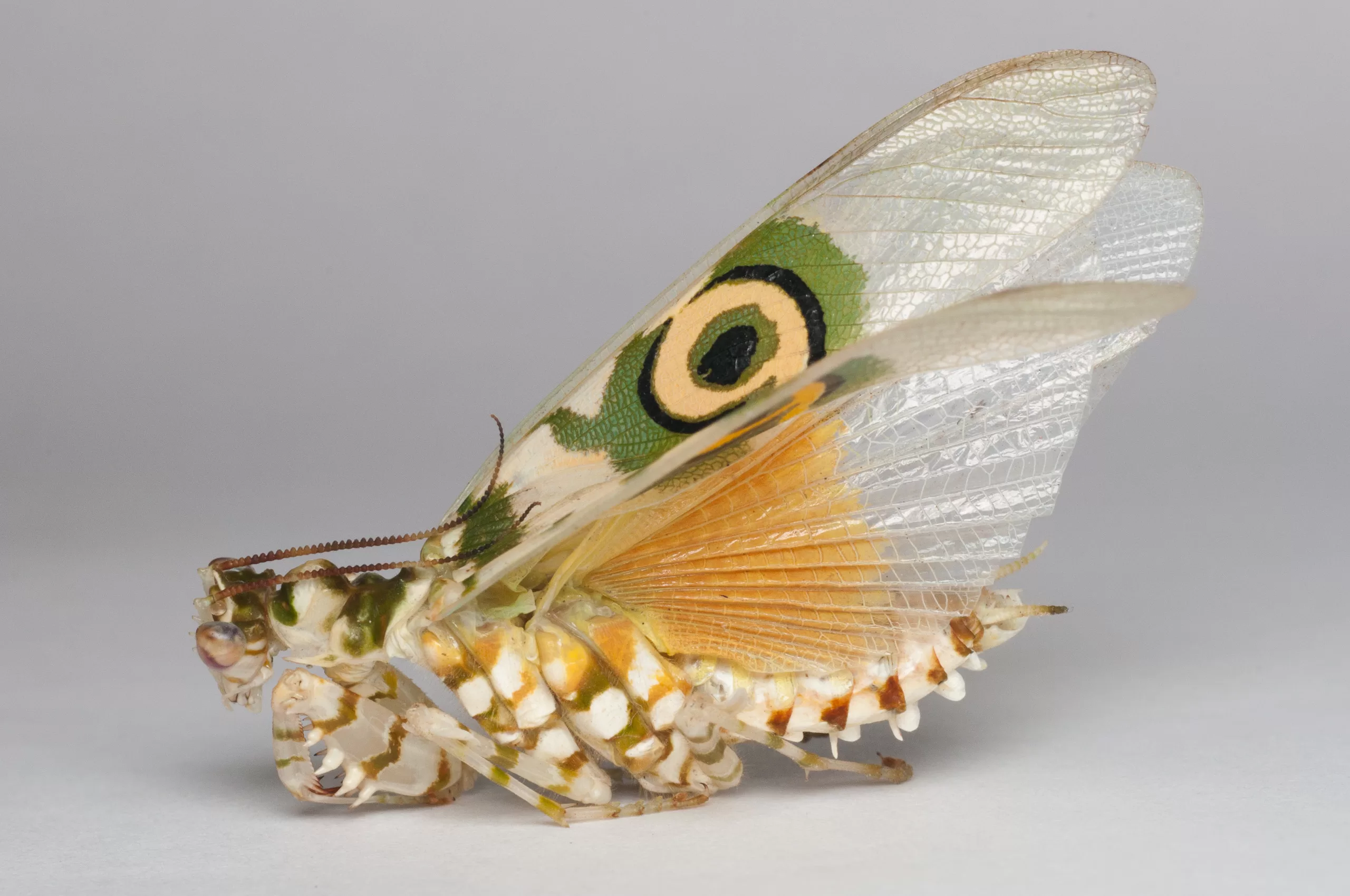 Mantis de flor Africana: Descubre a esta fascinante especie