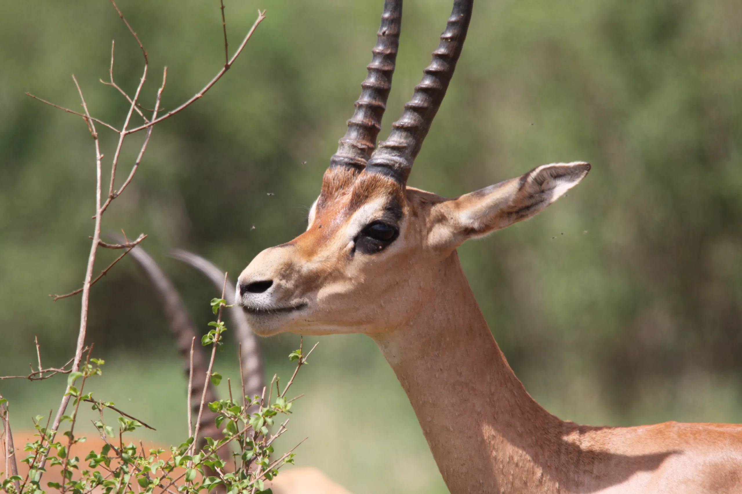 Gacela de Grant: Descripción física, hábitat y datos fascinantes