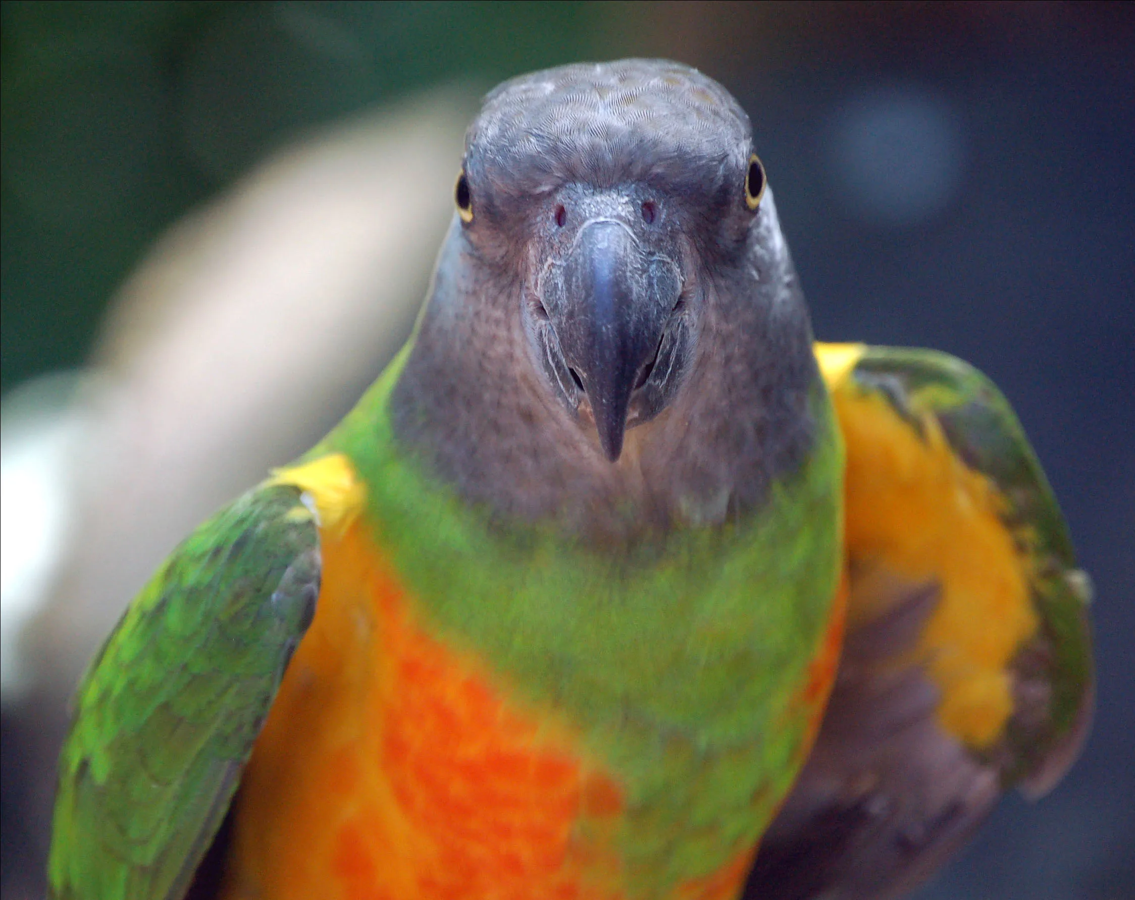 Lorito Senegalés: Todo sobre esta especie de loro exótico