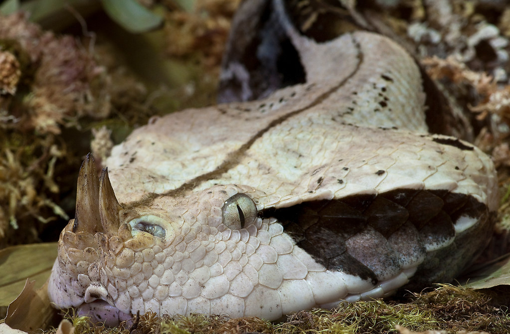 La Víbora de Gabón: Una mirada a esta mortífera especie africana