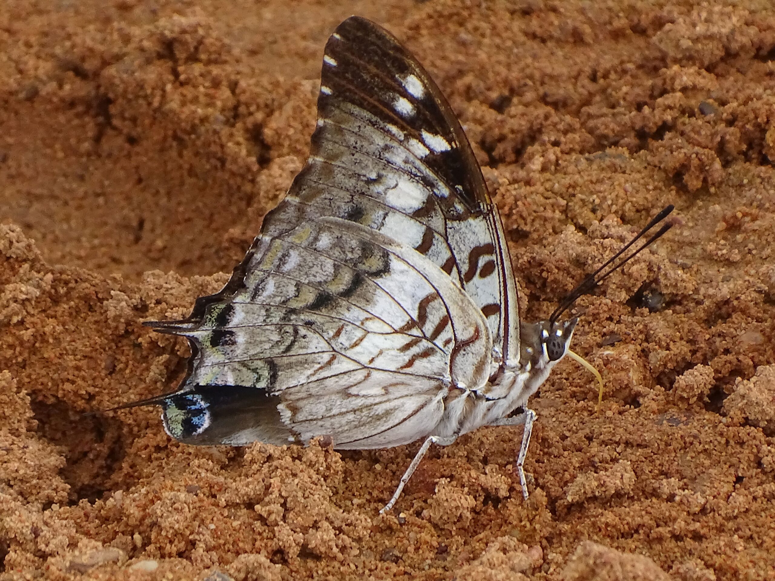Charaxes achaemenes: Una mirada fascinante a esta mariposa exótica