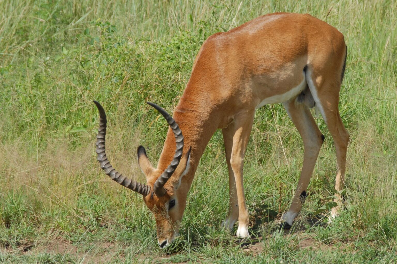 Impala: El grácil antílope de la sabana africana