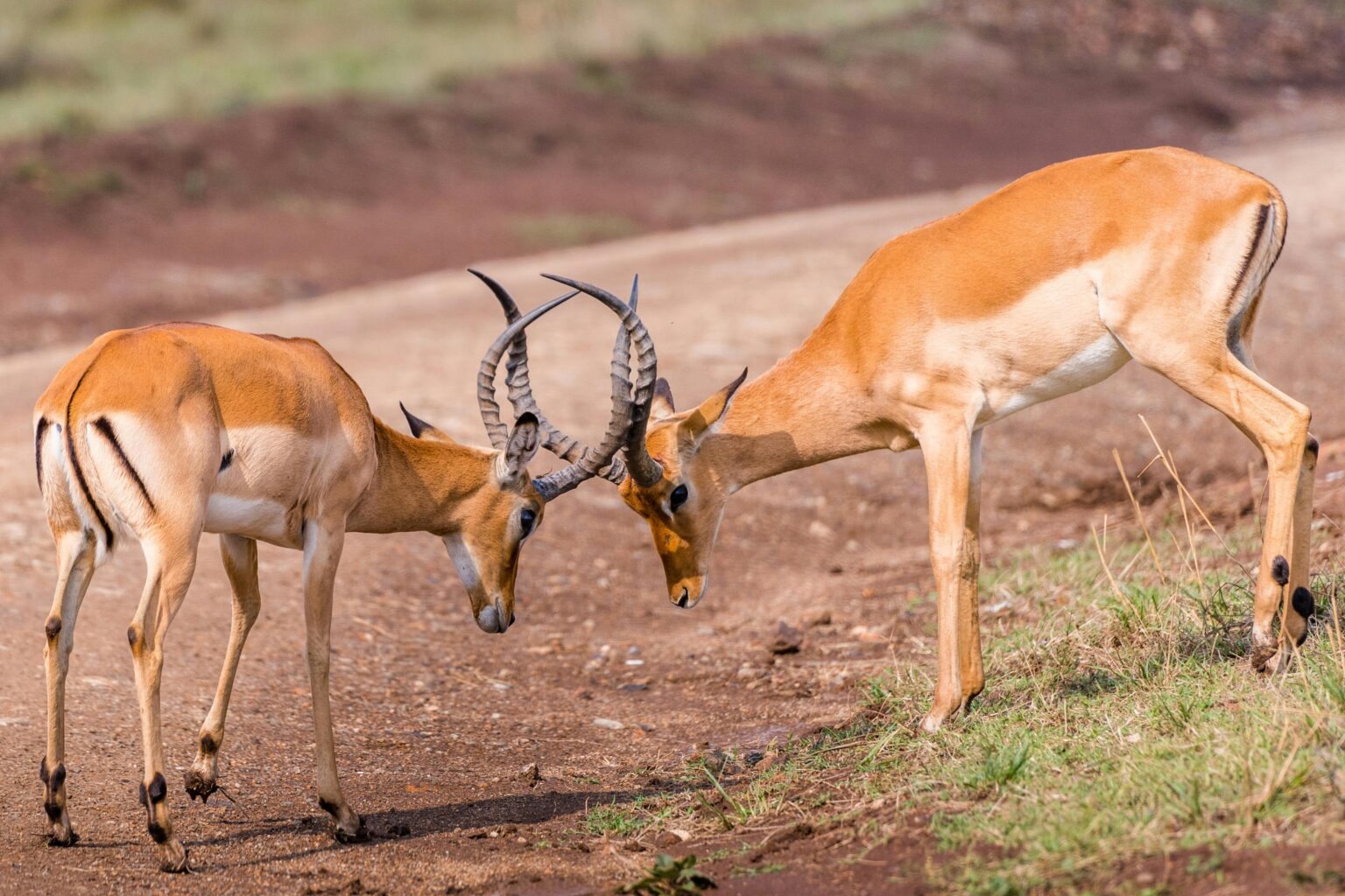 Impala: El grácil antílope de la sabana africana