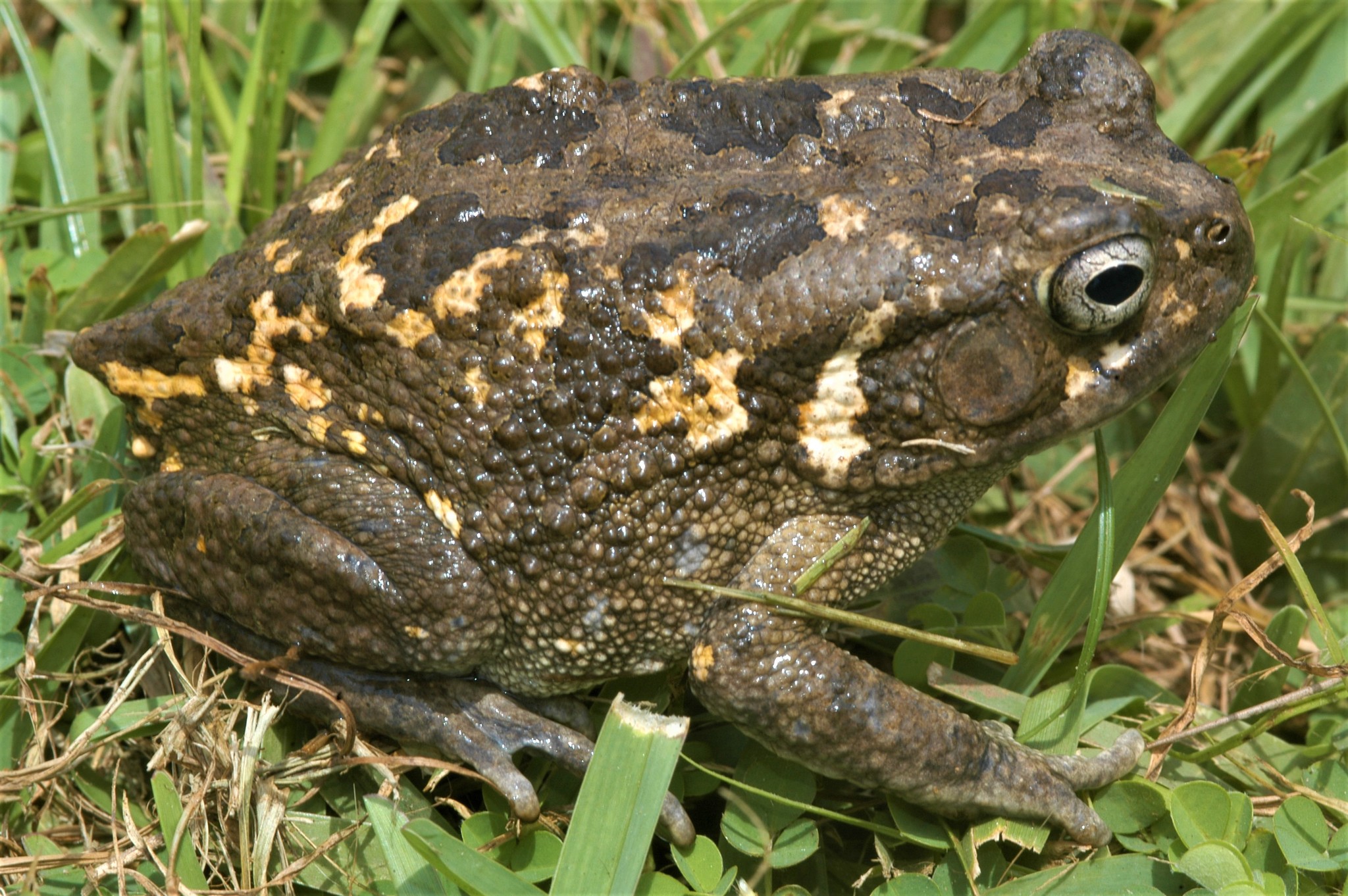 RANA TORO AFRICANA