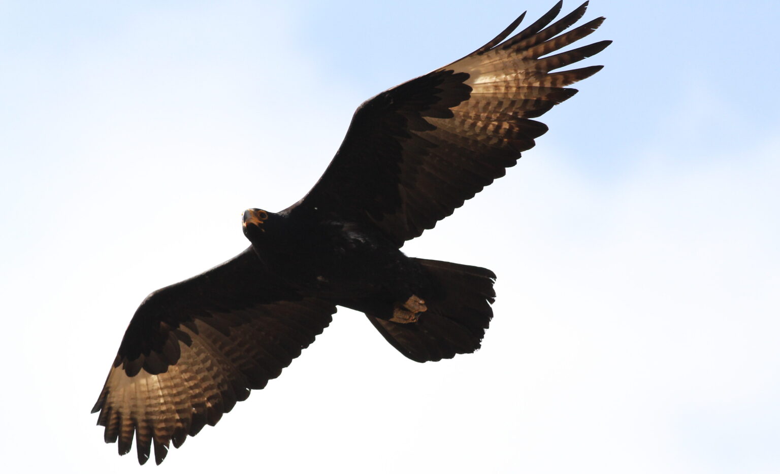 Explorando la majestuosa águila negra africana con todo detalle