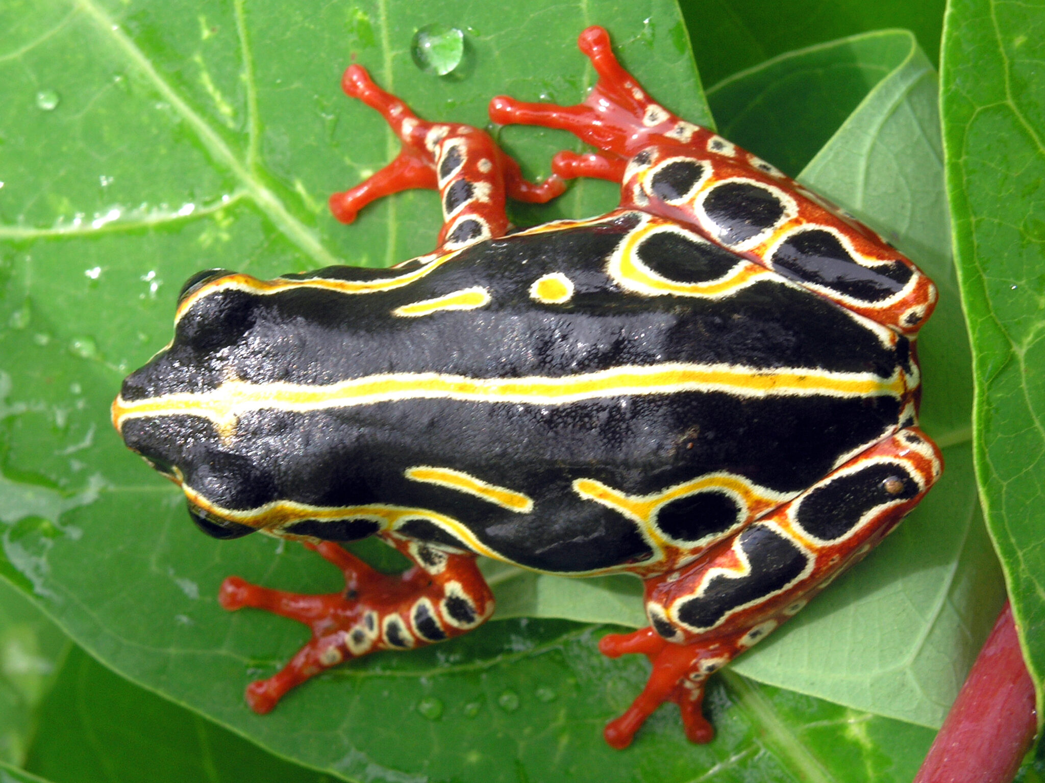 Rana goliat (Conraua goliath): características, hábitat, reproducción y ...