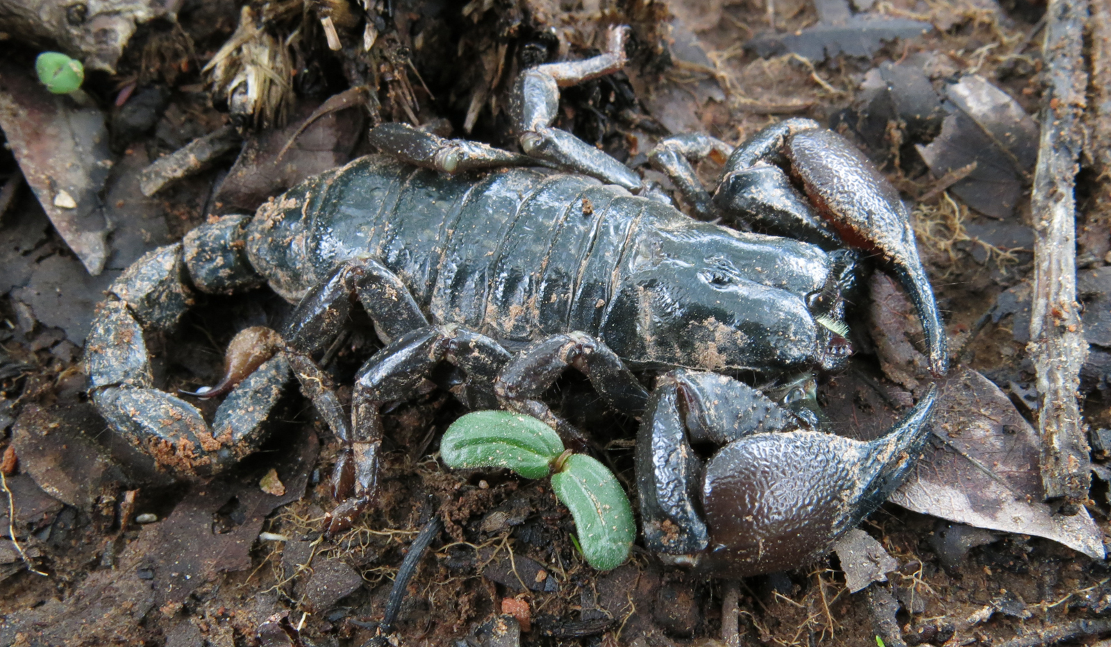 Escorpión de Mozambique: Descubre a este escorpión emperador africano