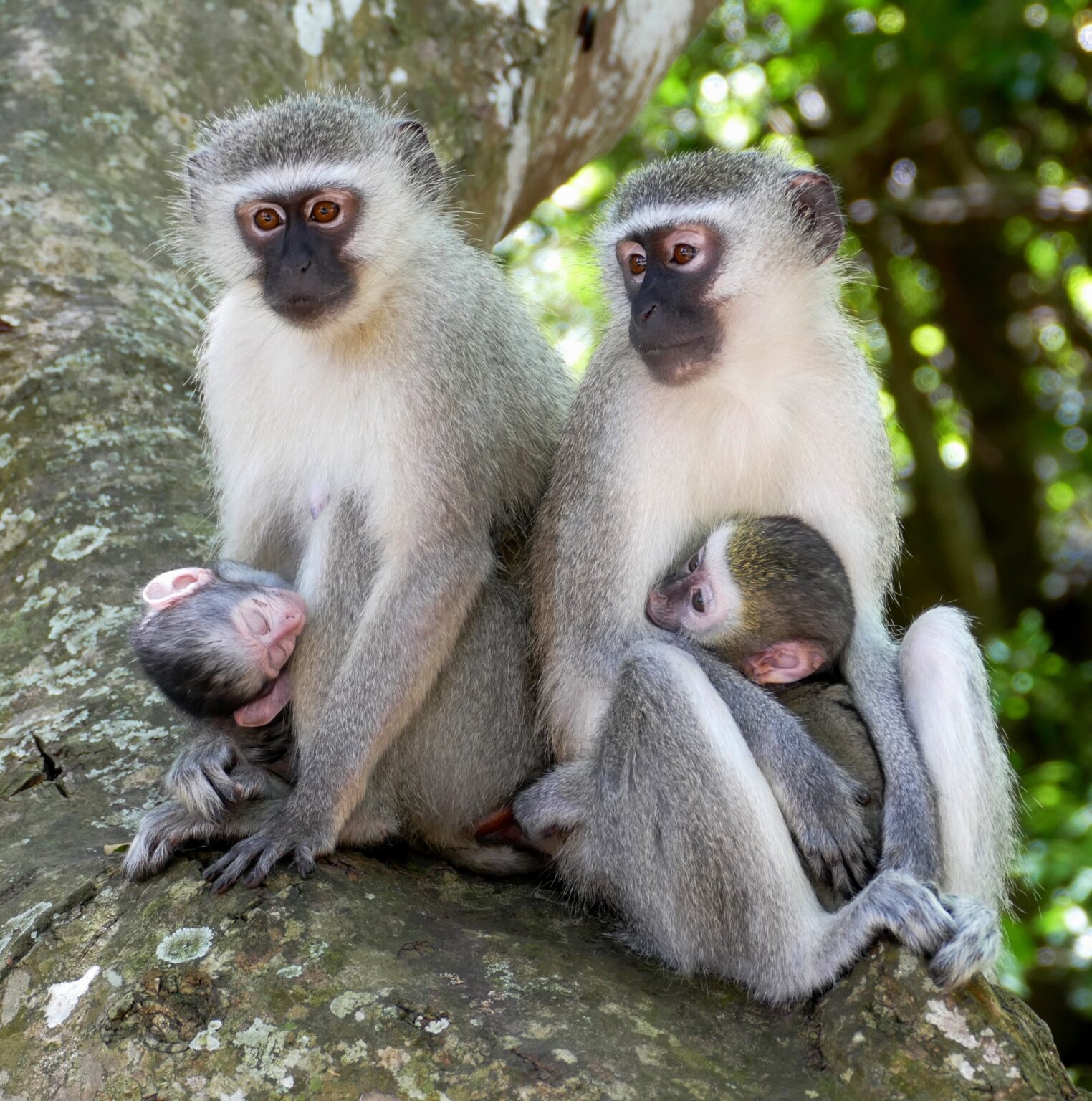 Vervet: Características físicas, hábitat y datos fascinantes
