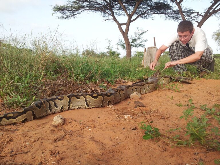 Pitón africana: la cazadora silenciosa de los ríos africanos