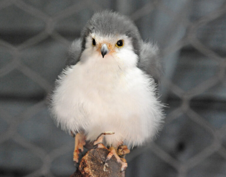Halconcito Africano: Conoce esta fascinante especie de ave rapaz