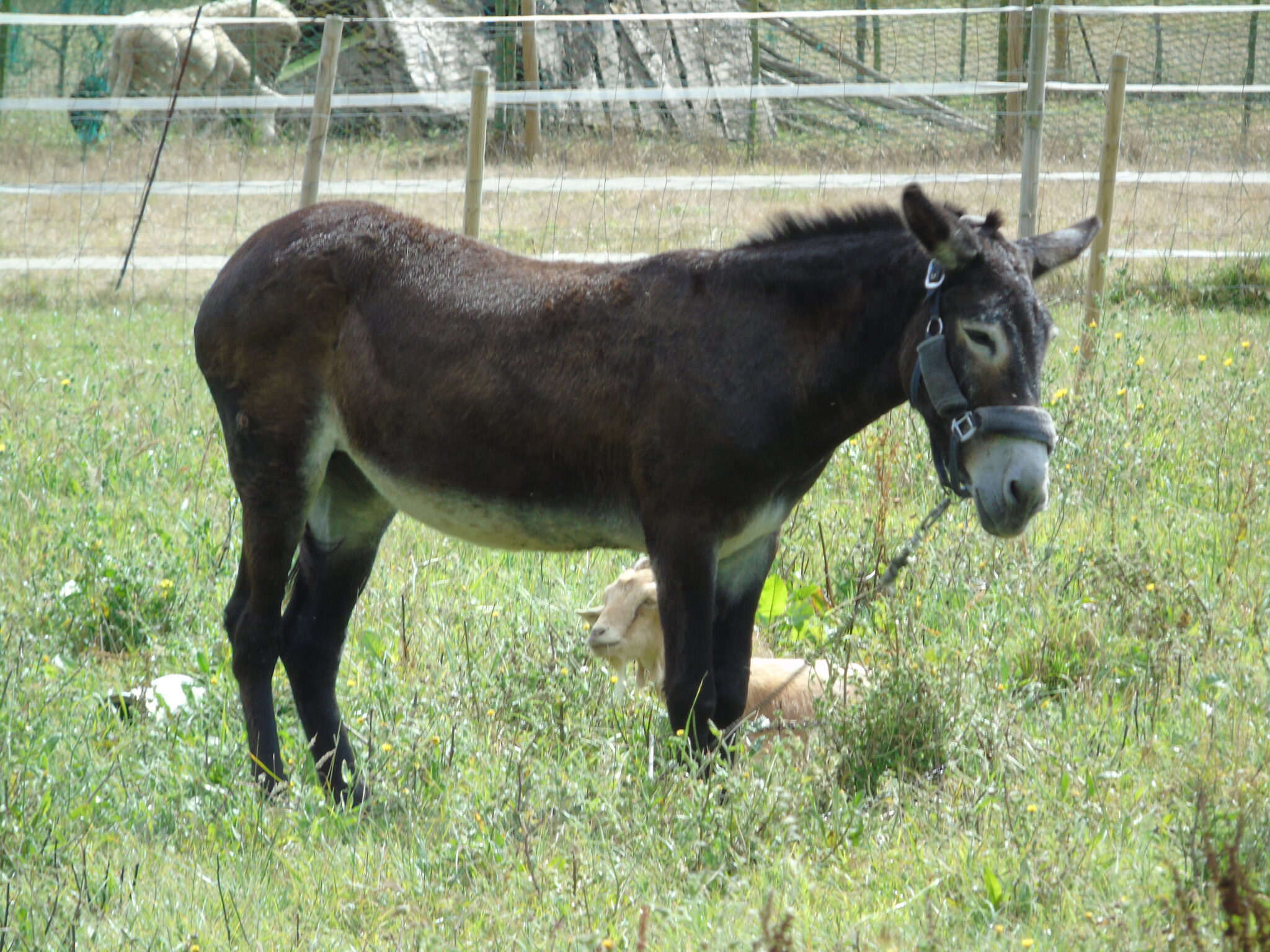 Asno africano (Equus africanus): características, hábitat, reproducción ...