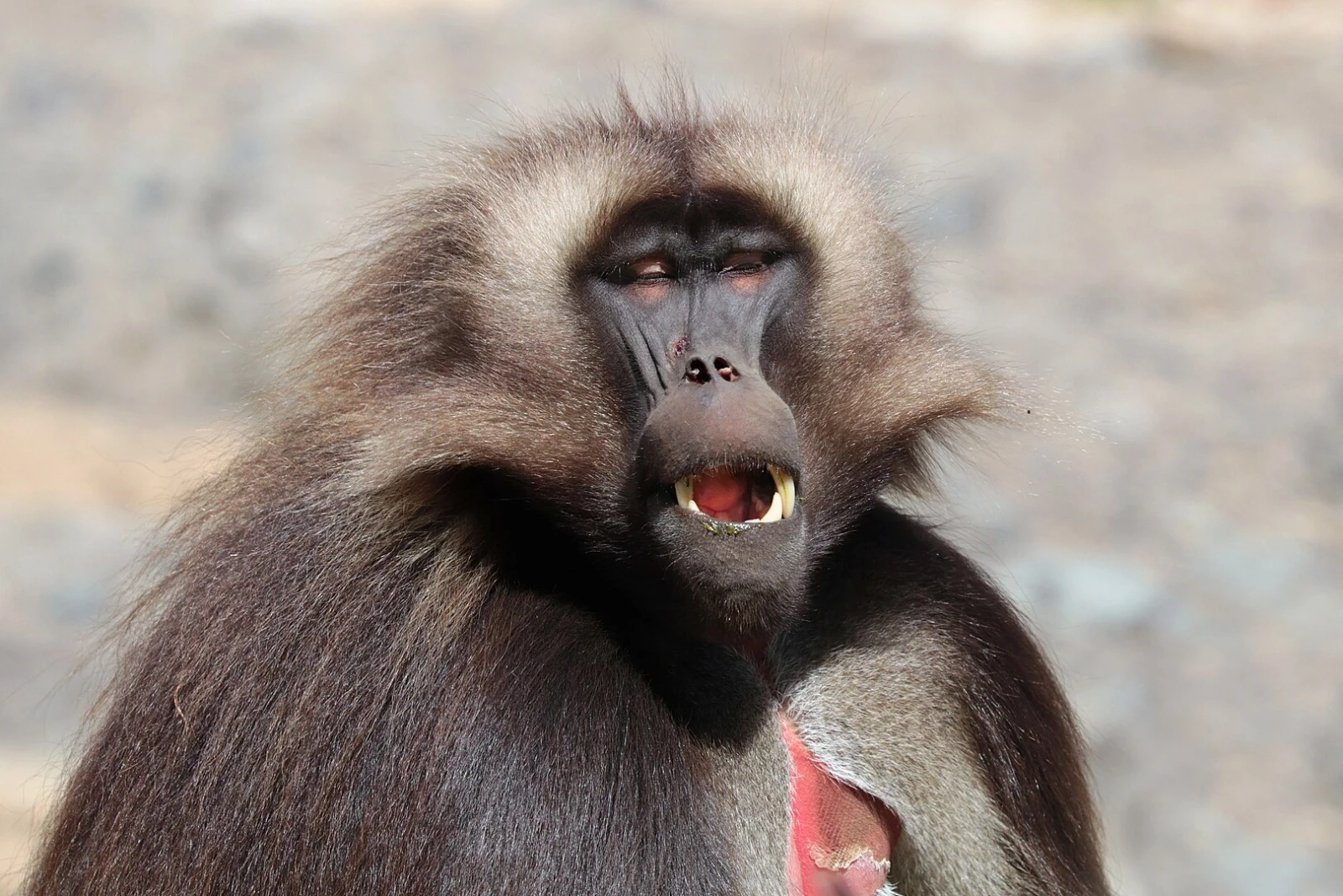 Gelada (Theropithecus gelada): características, hábitat, comportamiento ...