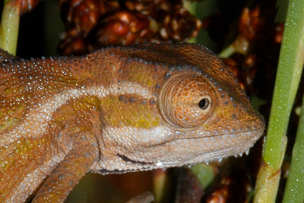 Camaleón de Jackson: Lo que necesitas saber sobre esta especie