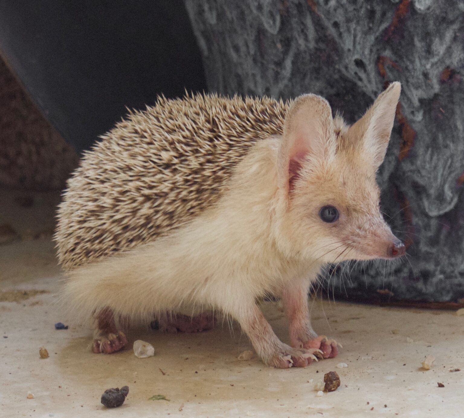 Hipopótamo Pigmeo: Características, hábitat y conservación Hipopótamo Pigmeo: Características, hábitat y conservación