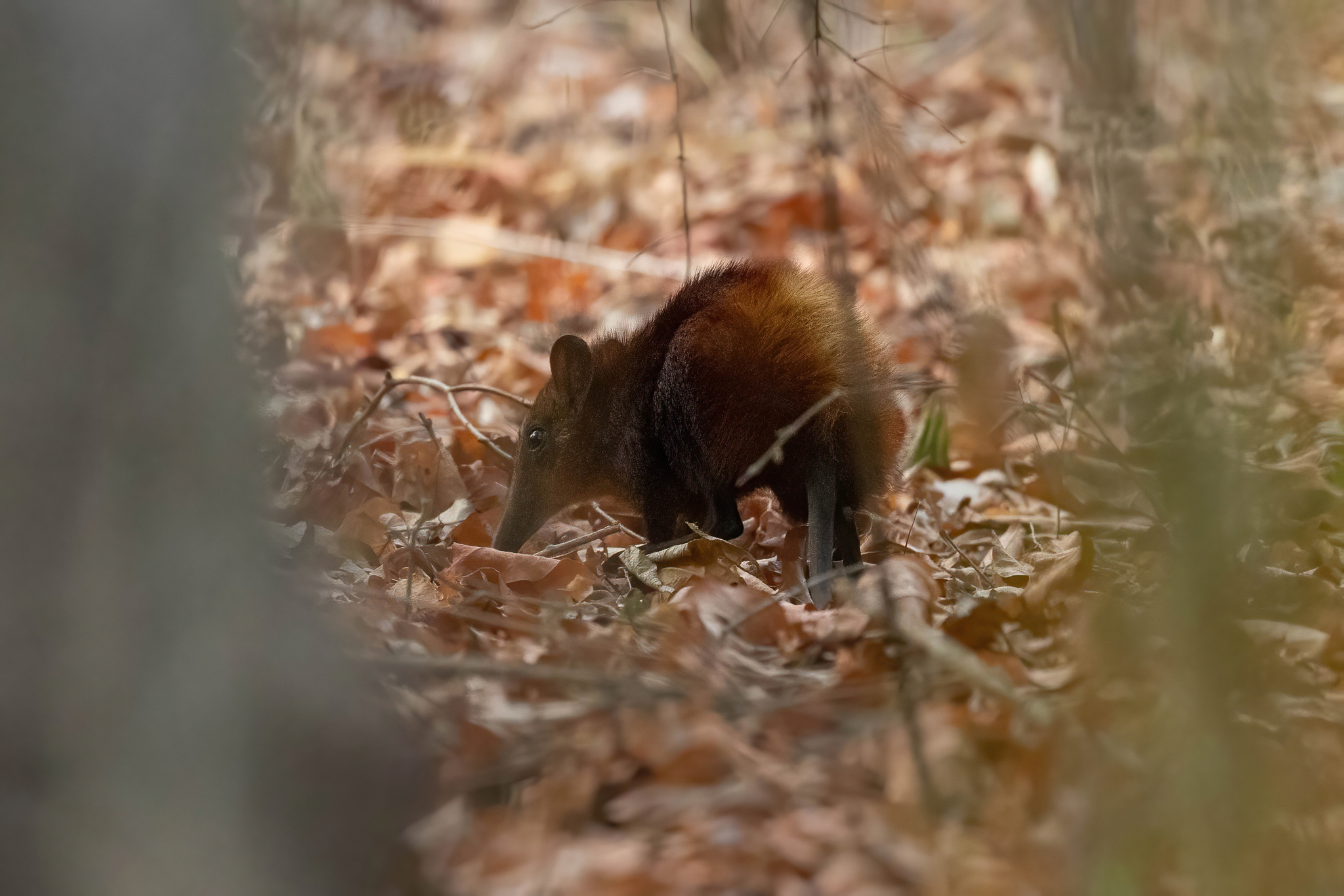 Hipopótamo Pigmeo: Características, hábitat y conservación Hipopótamo Pigmeo: Características, hábitat y conservación