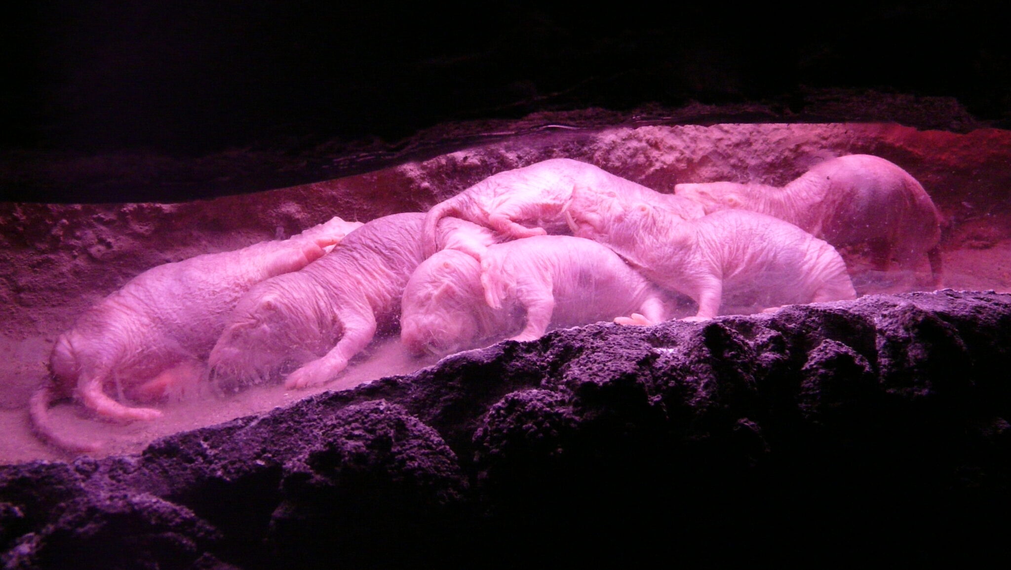 Rata Topo Desnuda: Características, hábitat y datos fascinantes