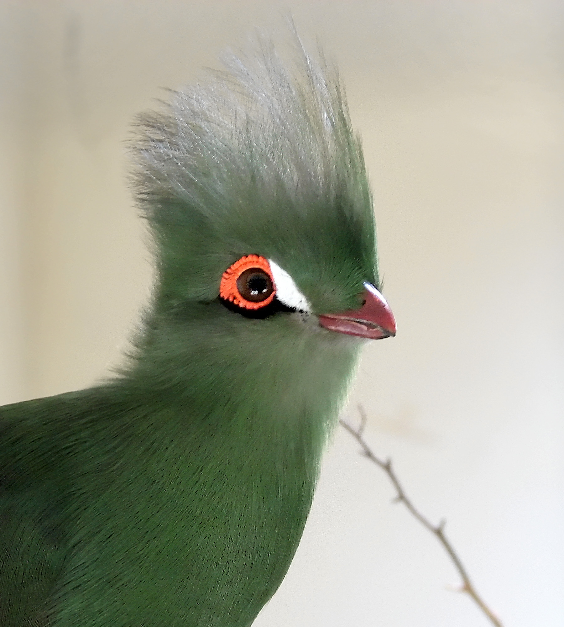 Turaco de Guinea: Todo sobre esta fascinante ave exótica