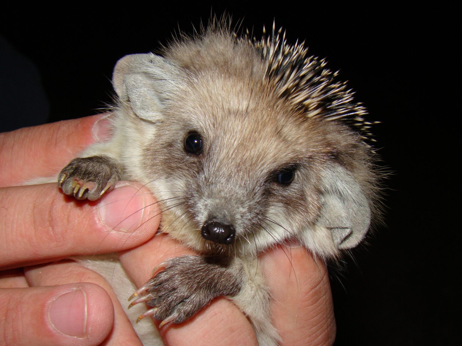 Rata Topo Desnuda: Características, hábitat y datos fascinantes