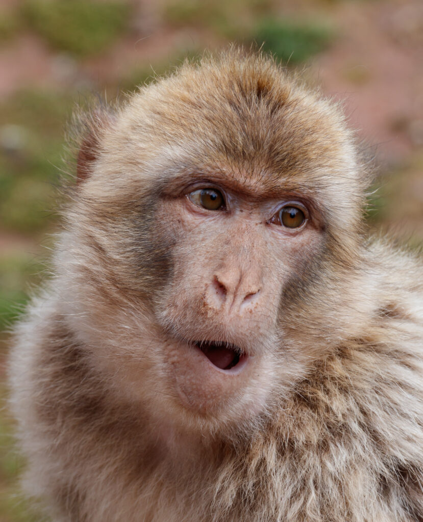 Rata Topo Desnuda: Características, hábitat y datos fascinantes