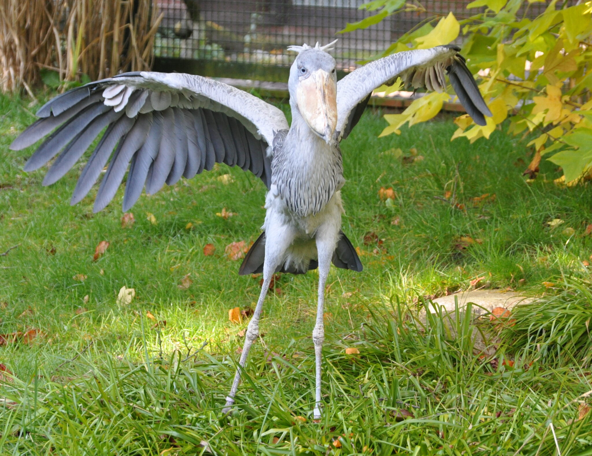 Picozapato (Balaeniceps rex): características, hábitat, alimentación ...