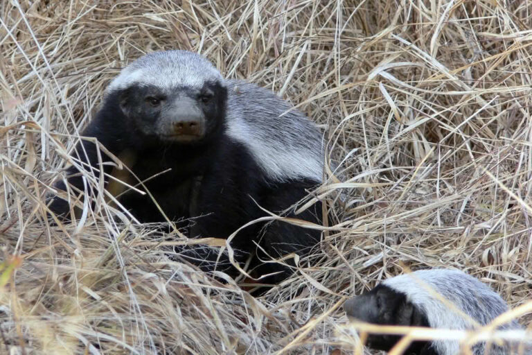 Ratel africano: el animal más valiente de África